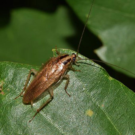 Kruipende insecten - Plaagdierbeheersing Nederland